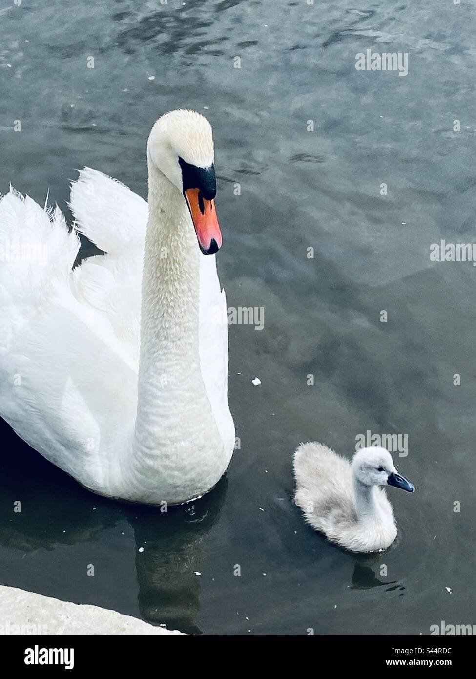 Swan and signet hi-res stock photography and images - Alamy