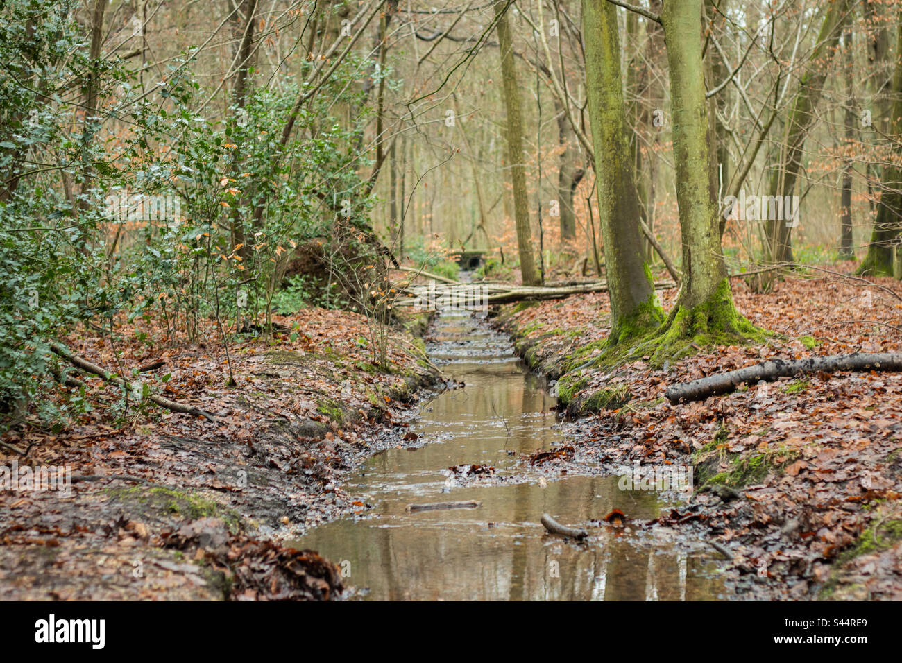 Tree leaves and water hi-res stock photography and images - Alamy
