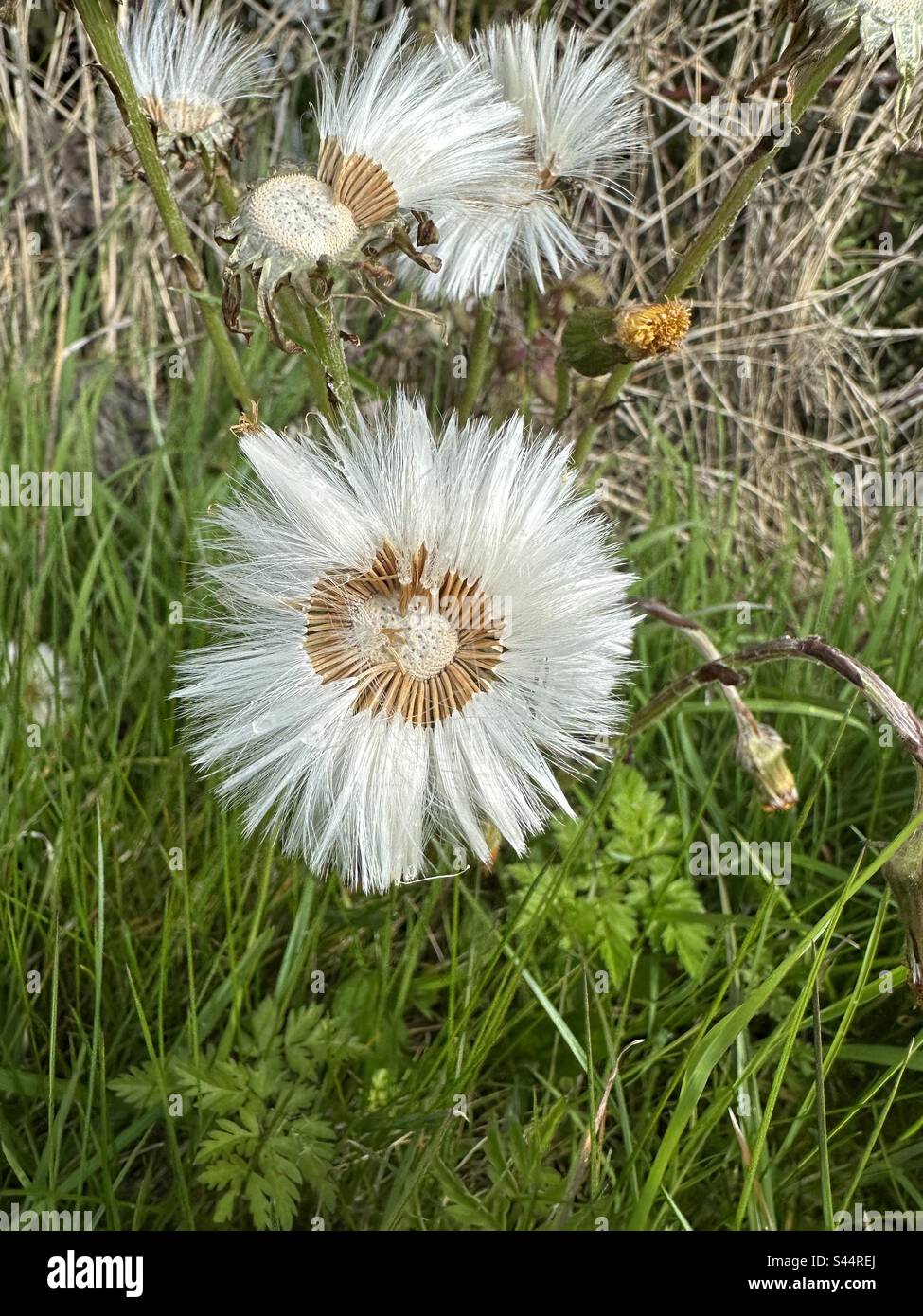 Coltsfoot seed hi-res stock photography and images - Alamy