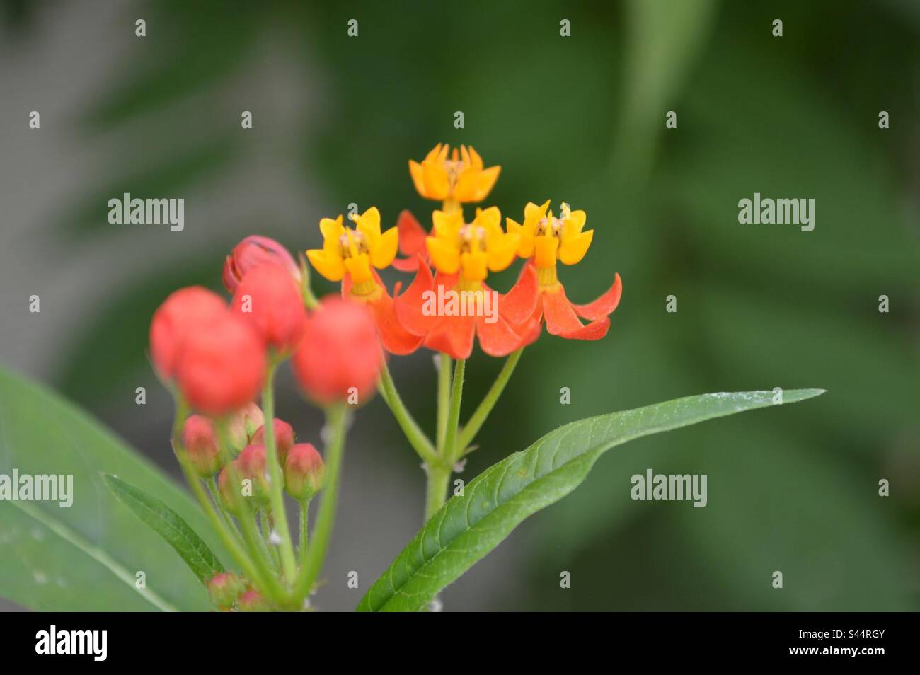 Plantas flora hi-res stock photography and images - Alamy