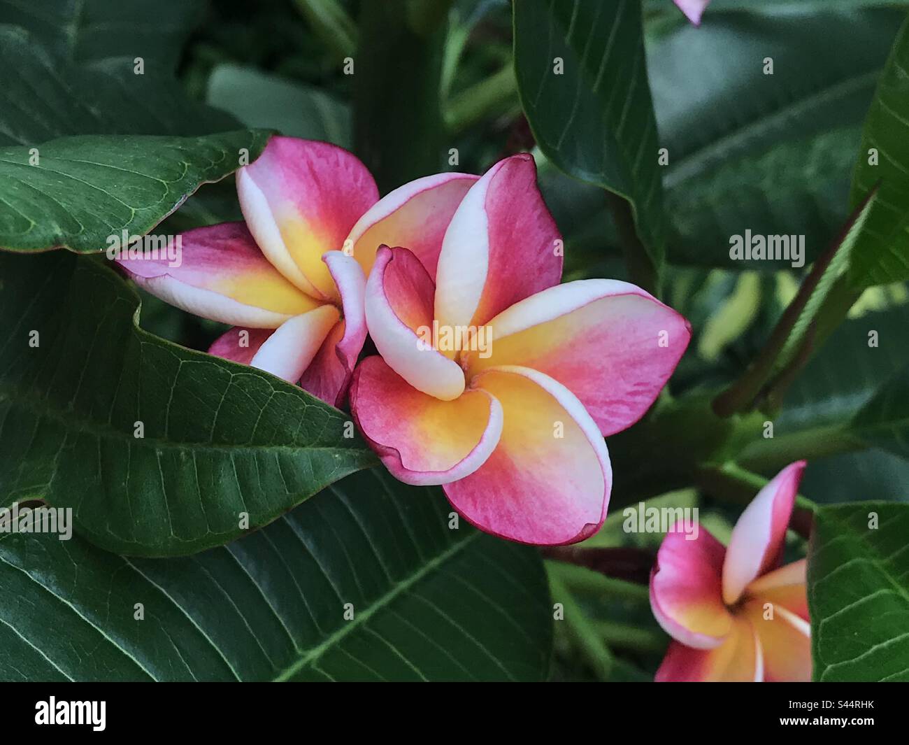 Hawaiian plumerias hi-res stock photography and images - Alamy