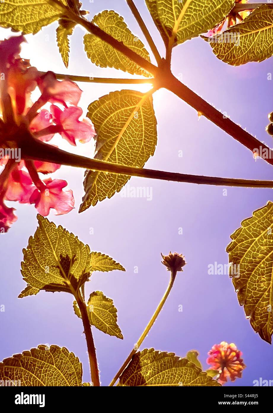 Flowers with sun shining hi-res stock photography and images - Alamy