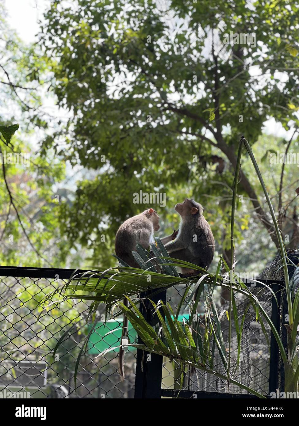 Monkeys cage zoo hi-res stock photography and images - Alamy