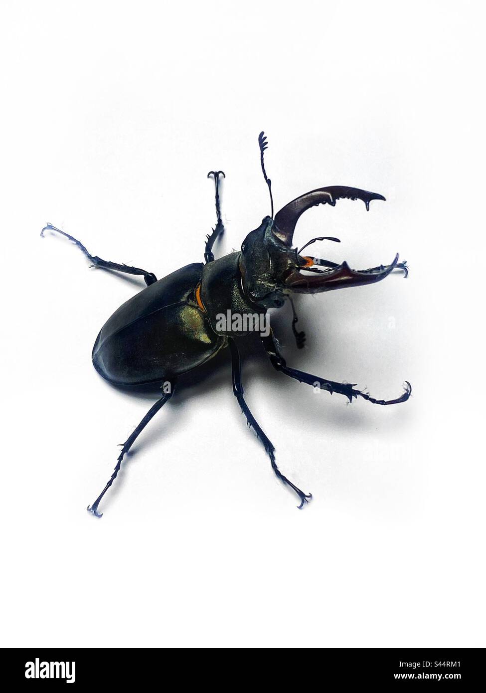 Stag beetles hi-res stock photography and images - Alamy
