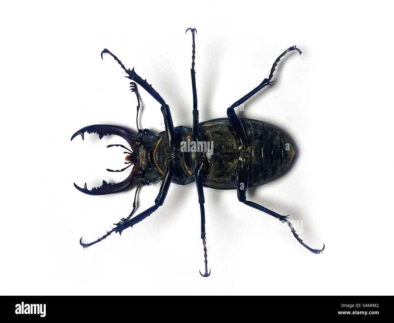Stag beetle isolated on a white studio background Stock Photo - Alamy
