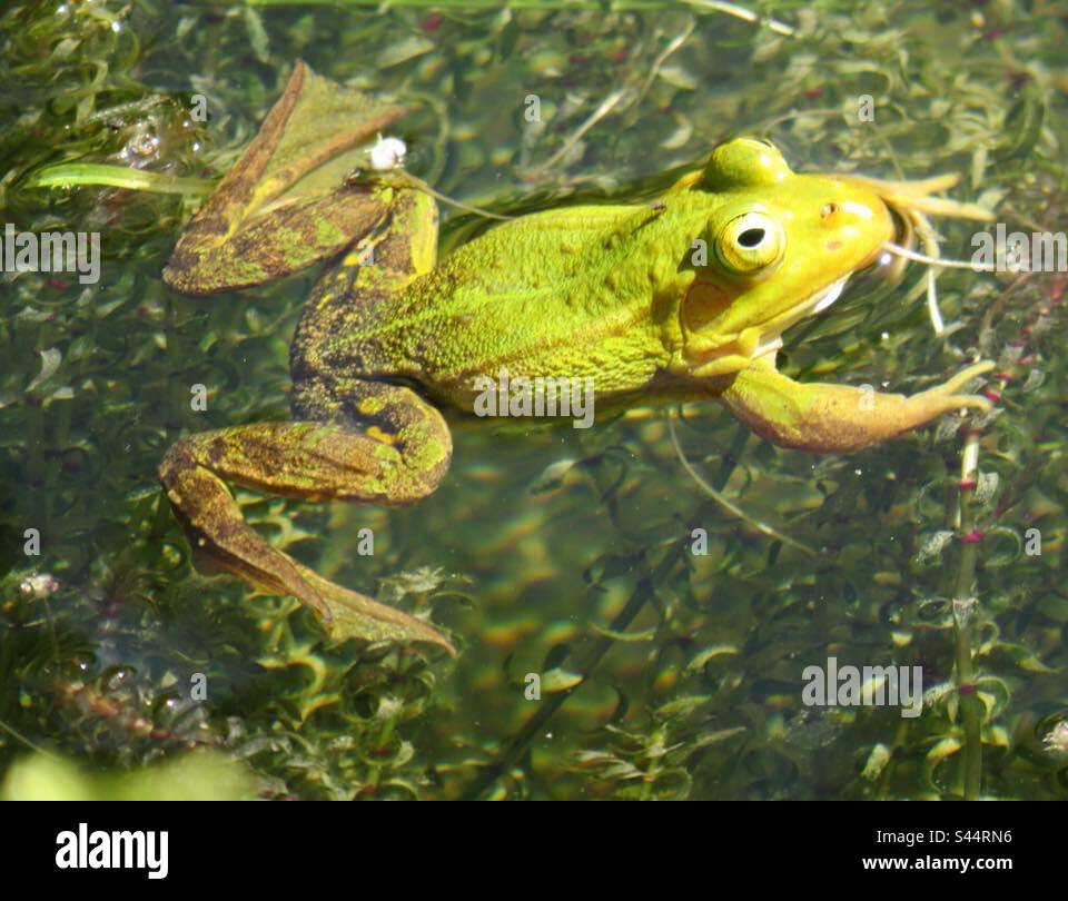 Quack frog hi-res stock photography and images - Alamy