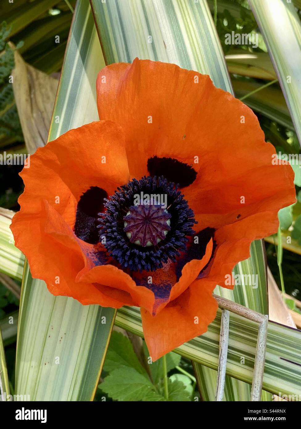 Giant poppy hi-res stock photography and images - Alamy