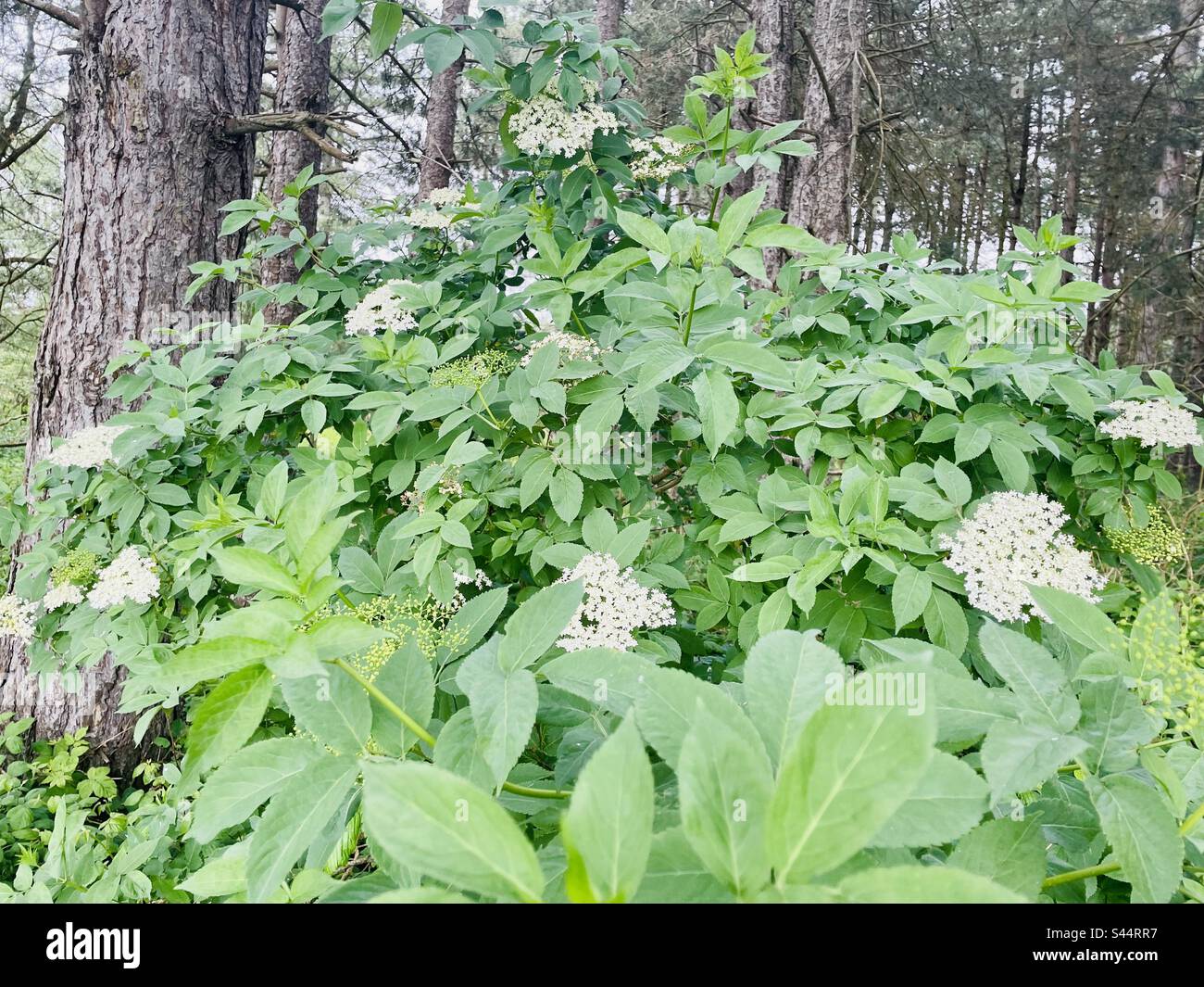Elder tree hi-res stock photography and images - Alamy