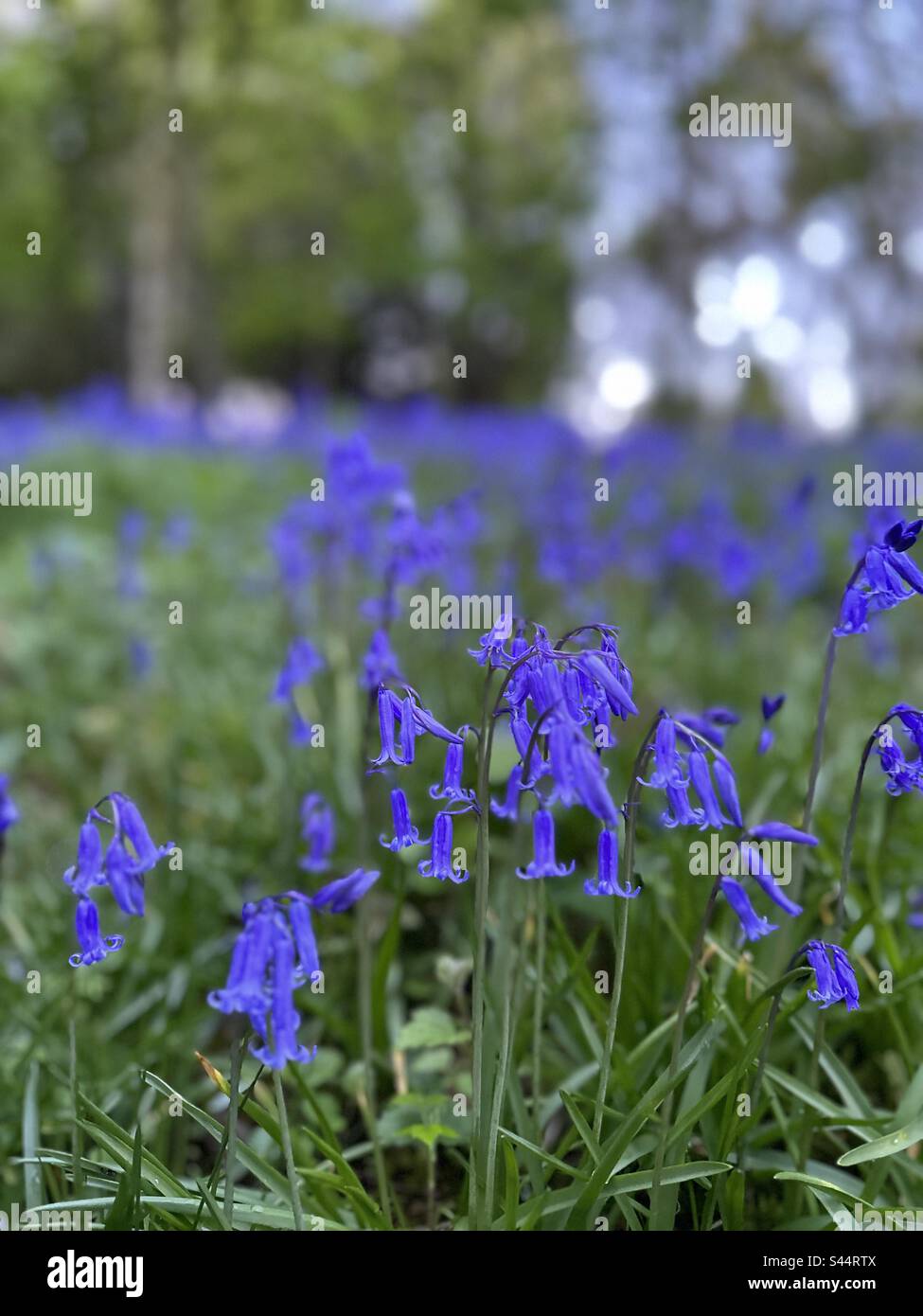 Bluebells ireland hi-res stock photography and images - Alamy