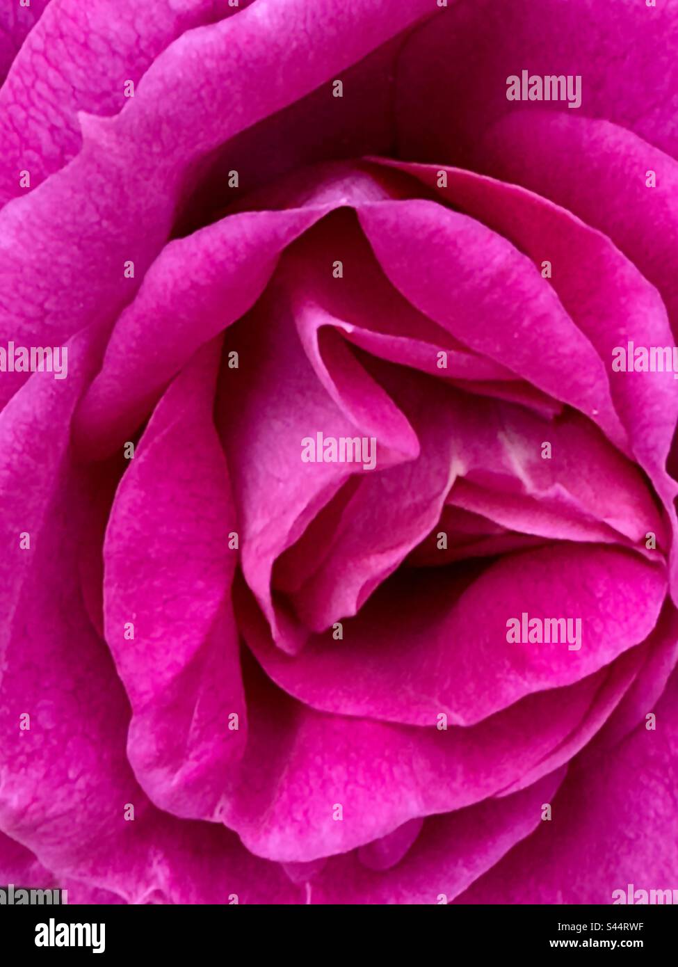 Petals pink rose close hi-res stock photography and images - Alamy