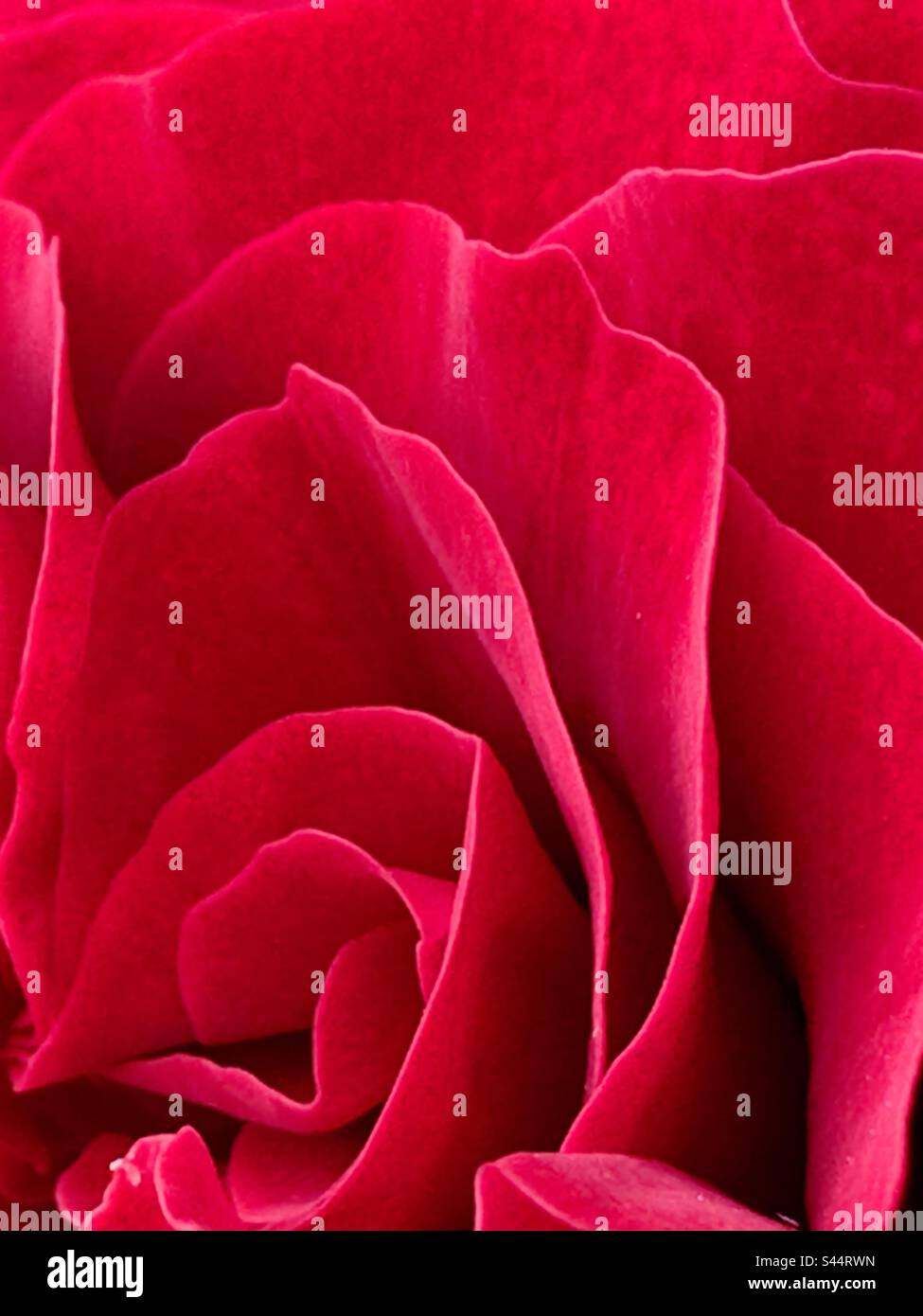 Petals details hi-res stock photography and images - Alamy