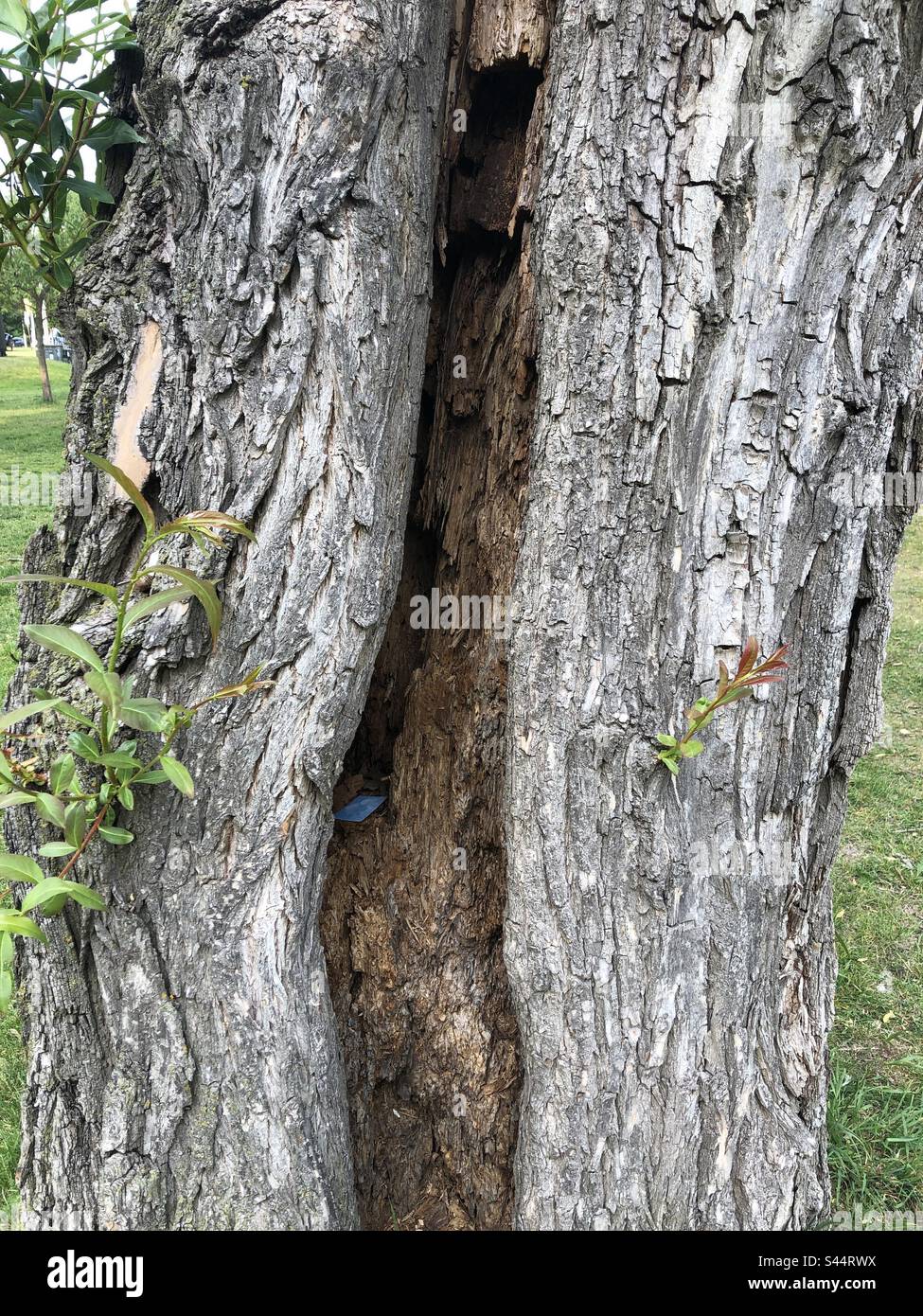 Nature flora trees hi-res stock photography and images - Alamy