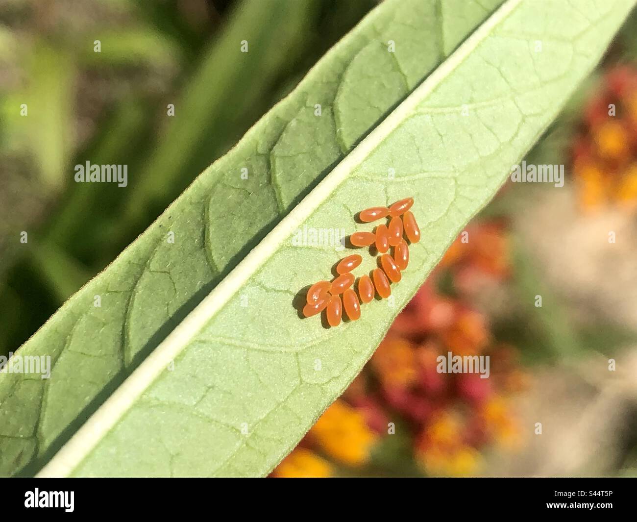 Milkweed bug eggs on a milkweed leaf Stock Photo - Alamy