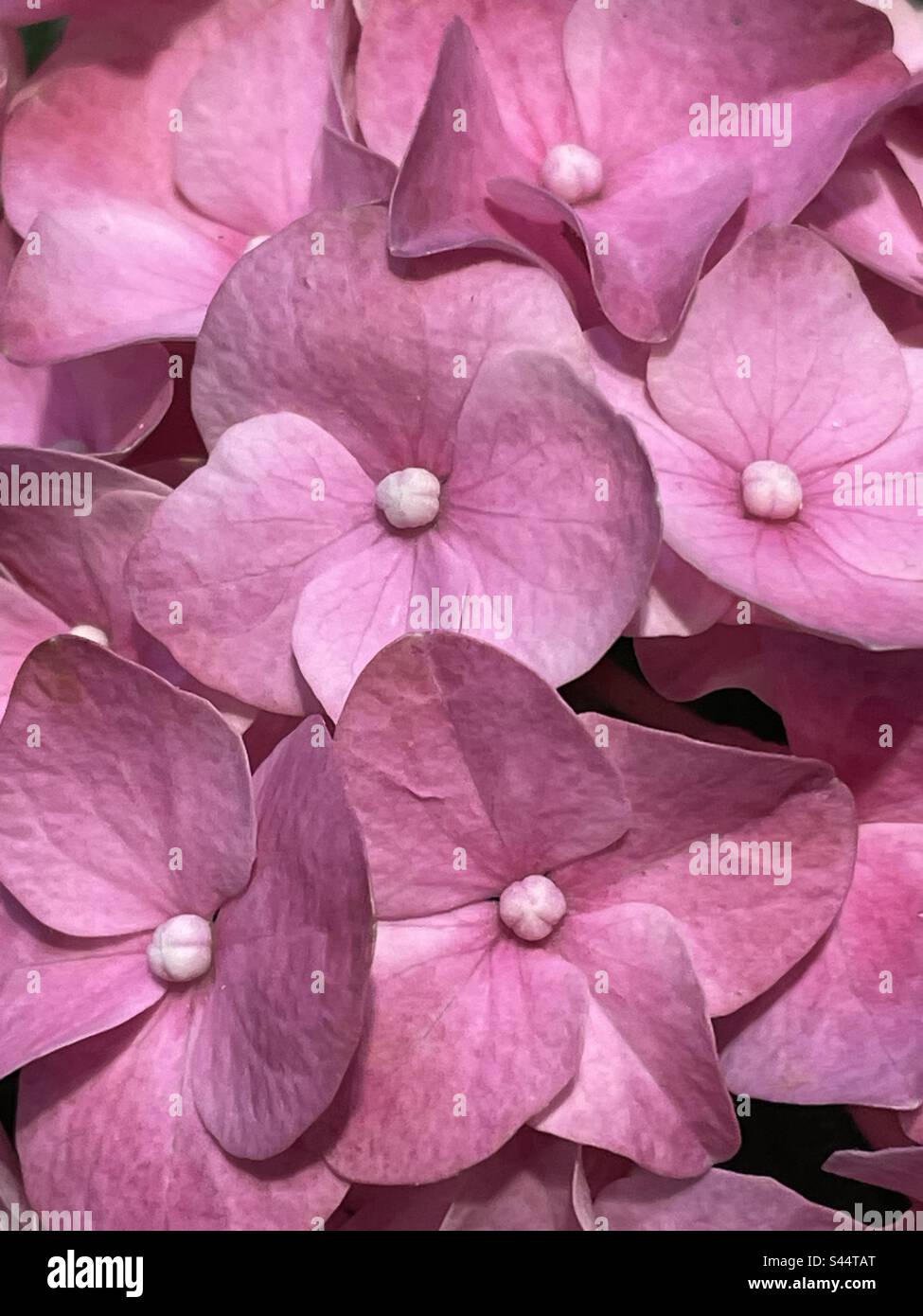 Beautiful pink hydrangea, a pretty bouquet for the table and in the ...