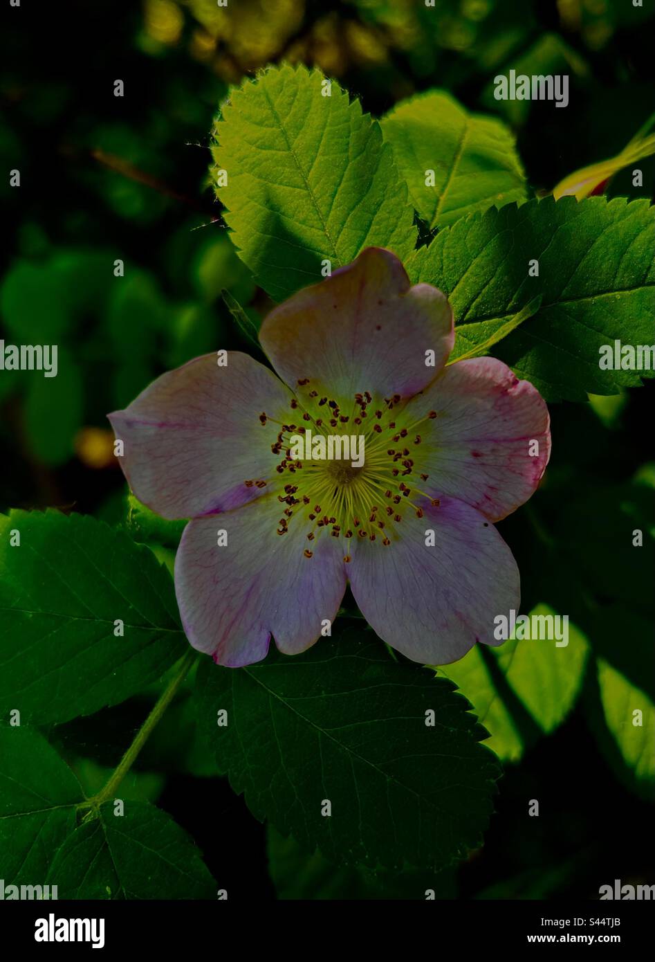 Backyard wildflowers - wild rose. The wild rose was designated the ...