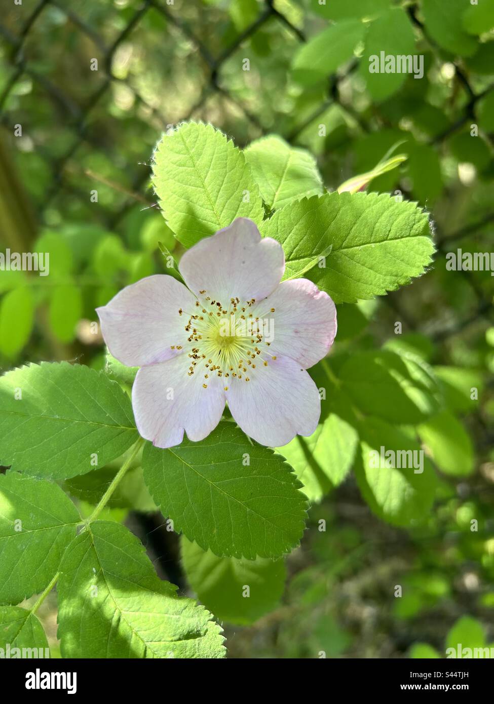 Wild rose, Backyard wildflowers - wild rose. The wild rose was ...