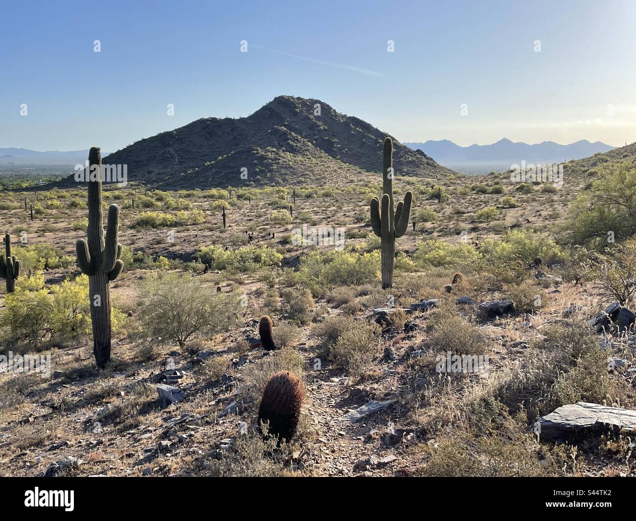 Desert Mountain Peak, framed by Saguaro cactus, blooming yellow Palo ...