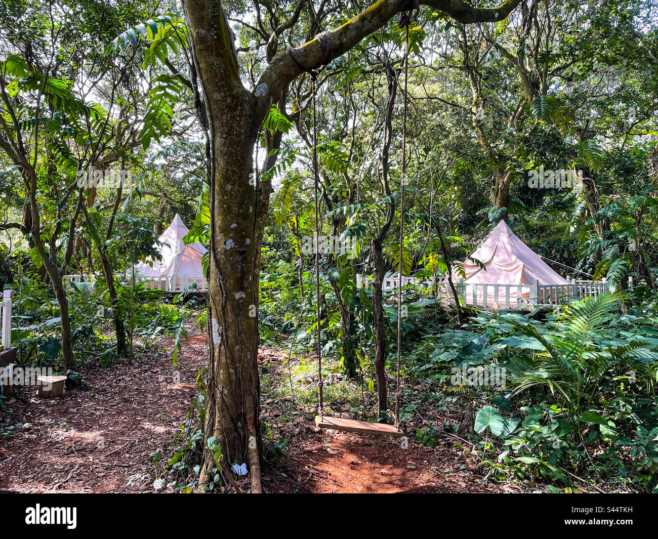 Camping in the jungle Stock Photo - Alamy