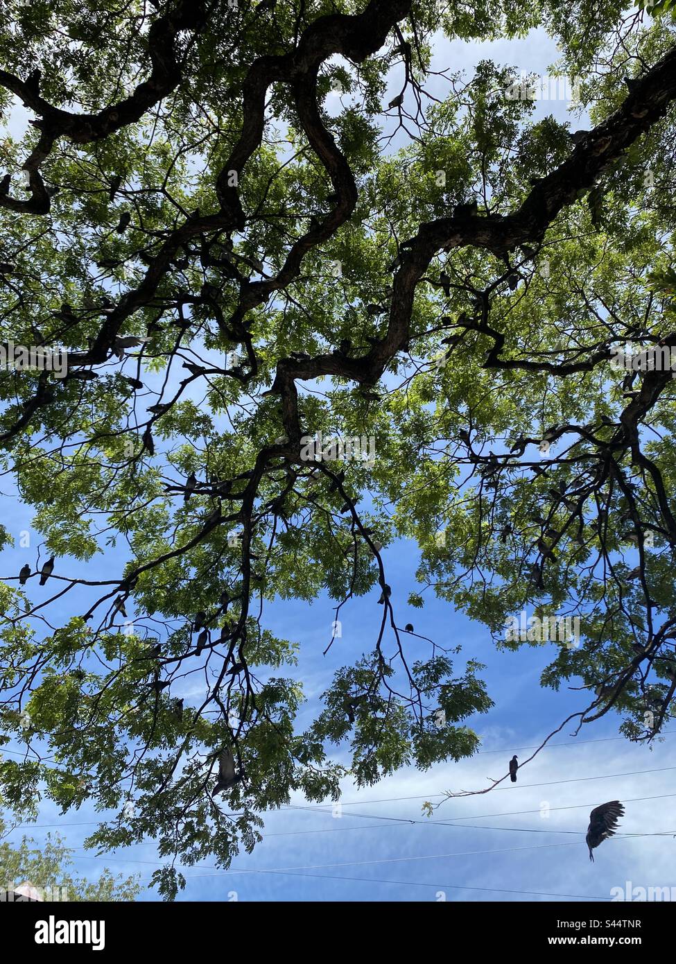 Things to do with trees hi-res stock photography and images - Alamy