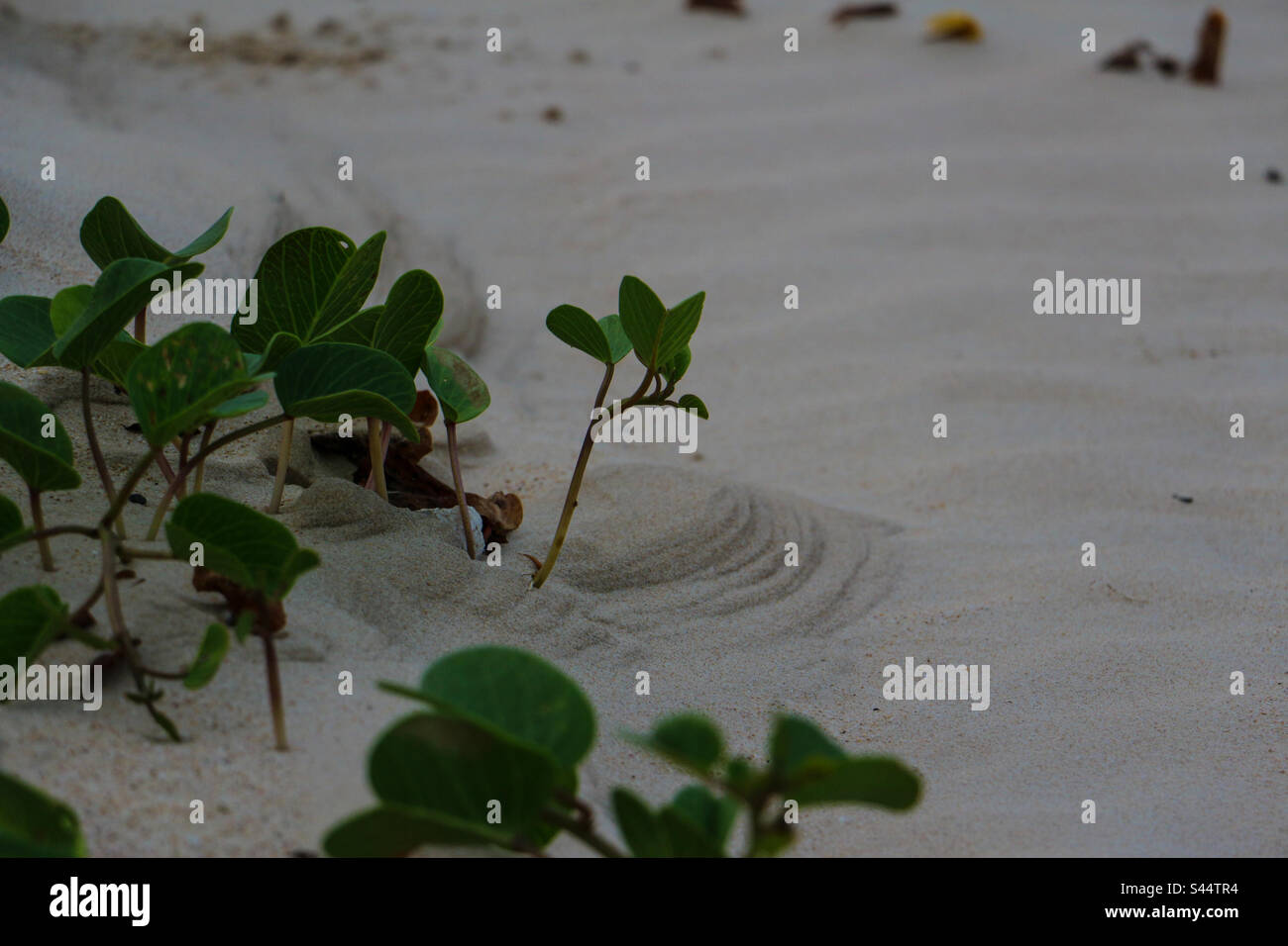 Plants on the beach Stock Photo - Alamy