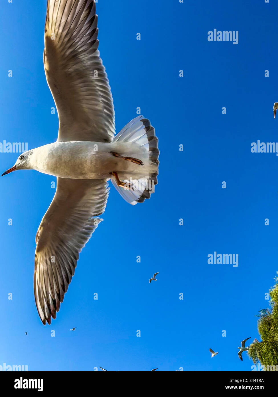 Seagull magazine hi-res stock photography and images - Alamy