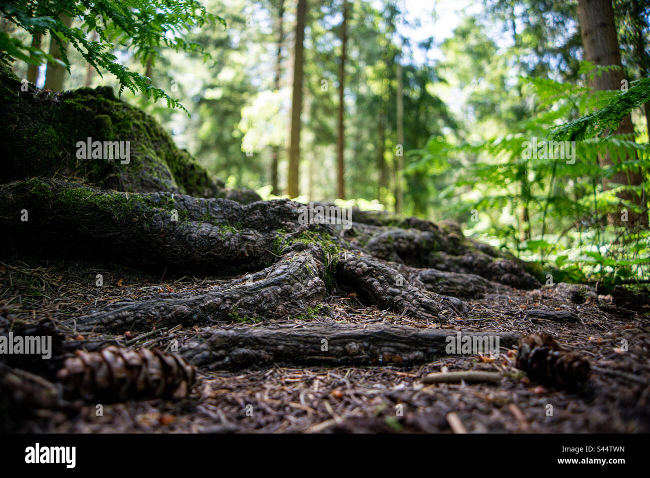 Tree_roots hi-res stock photography and images - Alamy