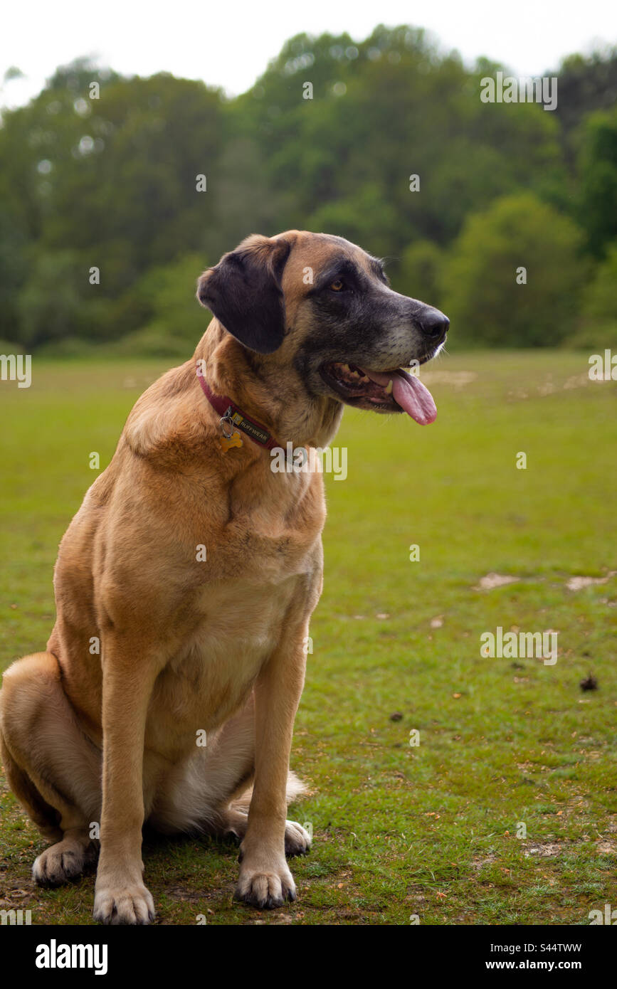 Rare breed of dog hi-res stock photography and images - Alamy