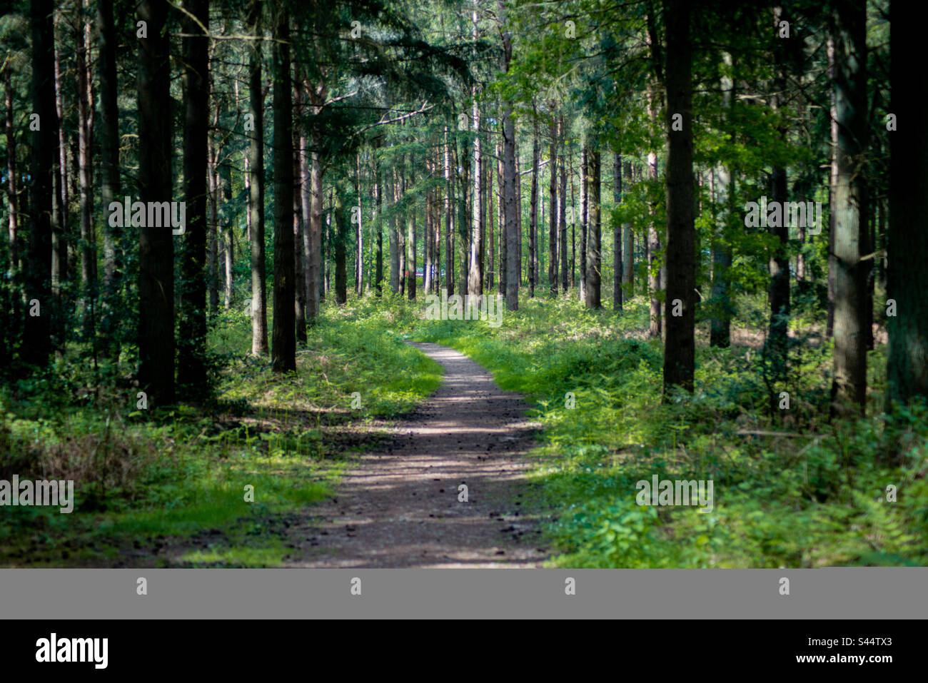 Pathway lighting hi-res stock photography and images - Alamy