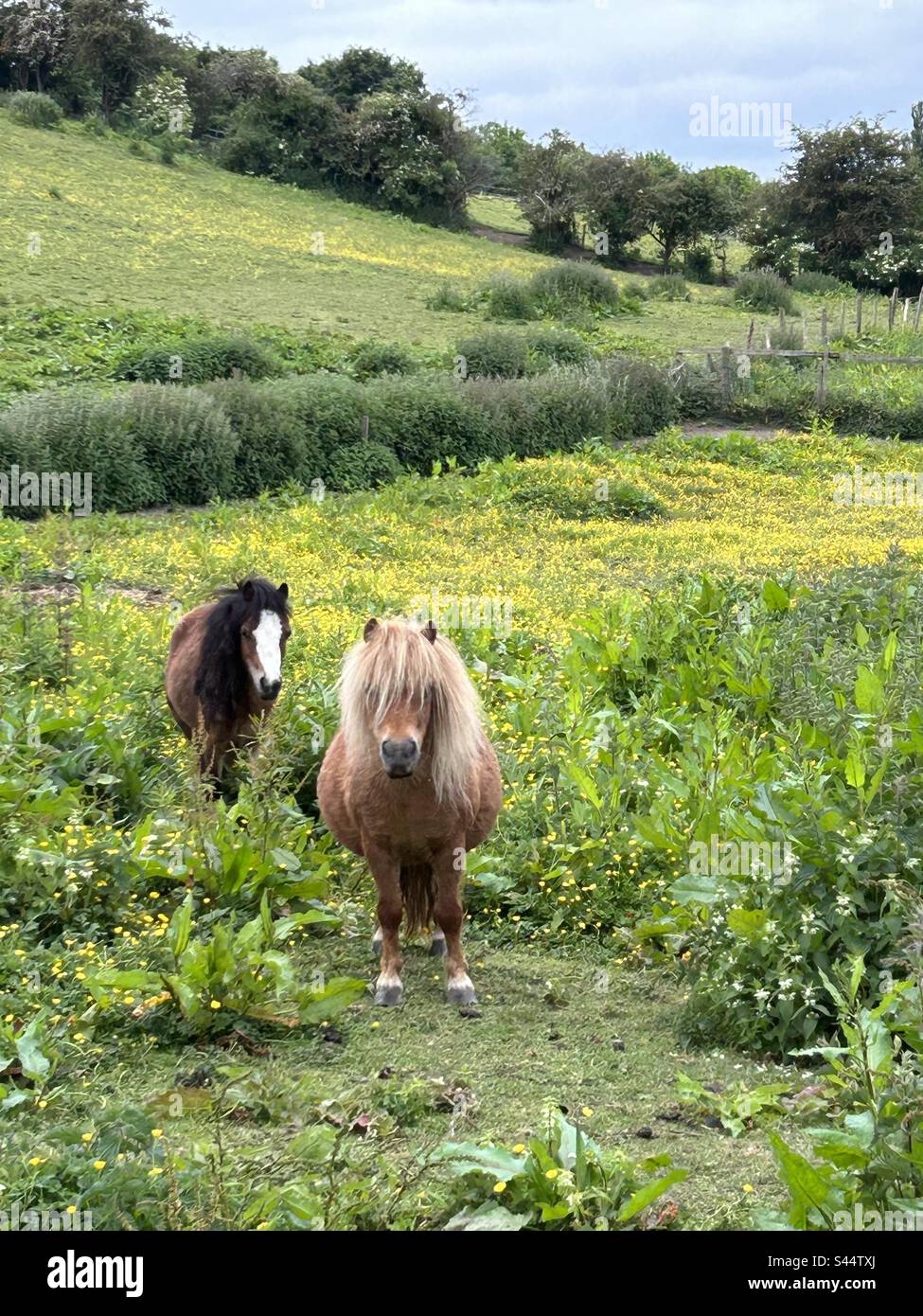 Two ponies in field hi-res stock photography and images - Alamy