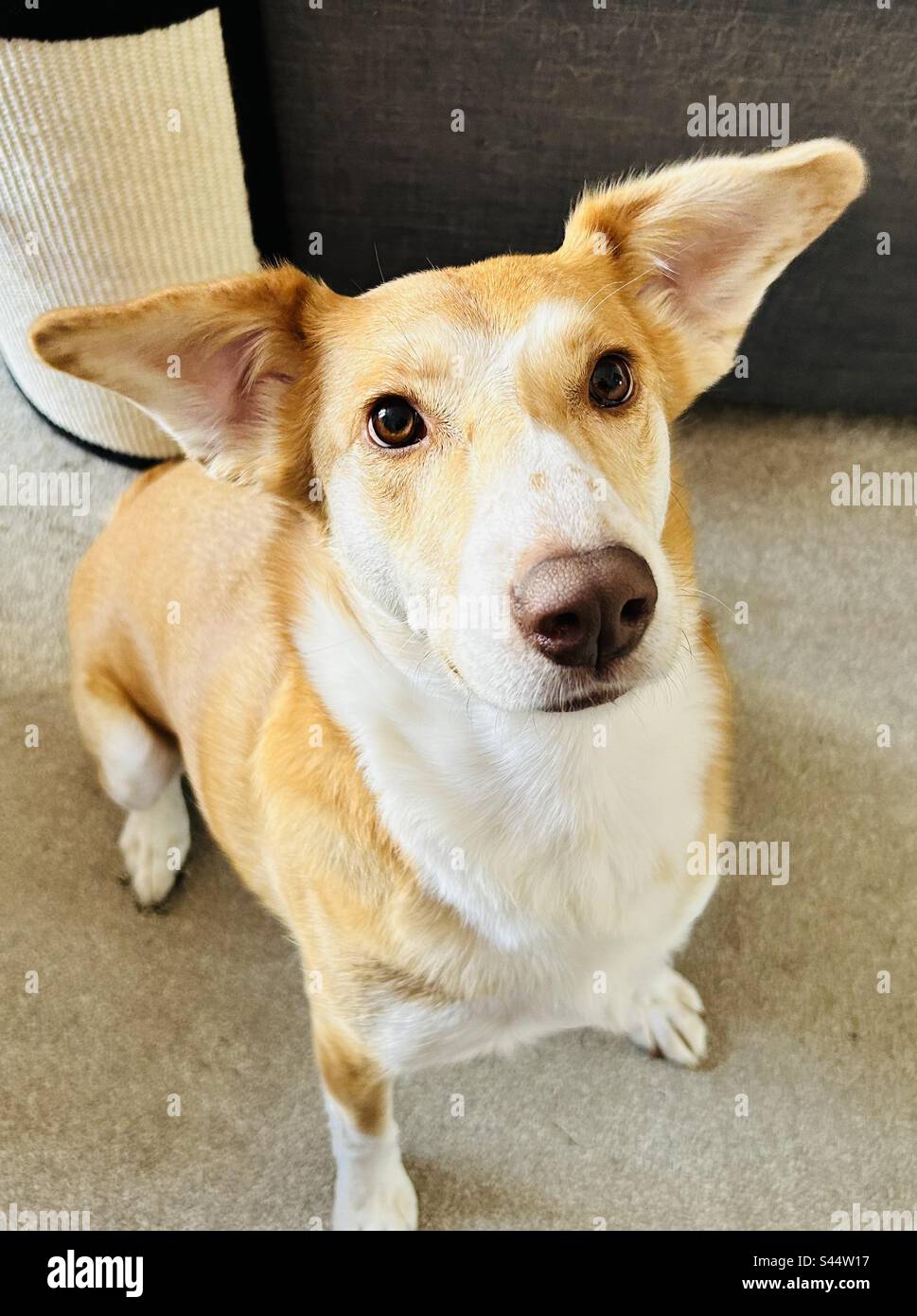 Cute happy pepper hi-res stock photography and images - Alamy