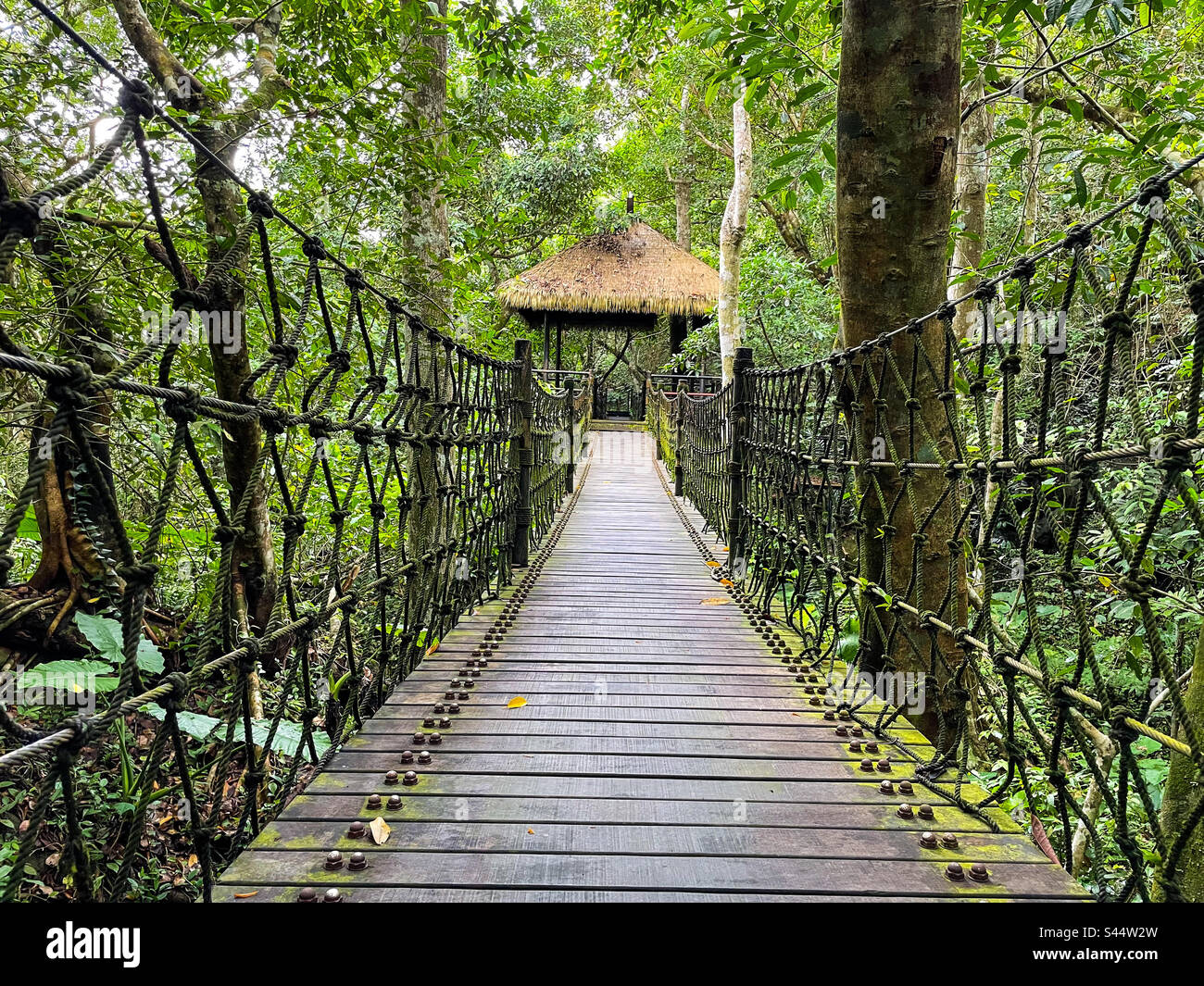 Rope bridge jungle hi-res stock photography and images - Alamy