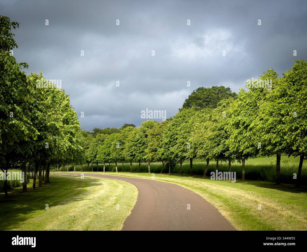 Avenue of Lime trees. Lydney Park Estate Stock Photo - Alamy