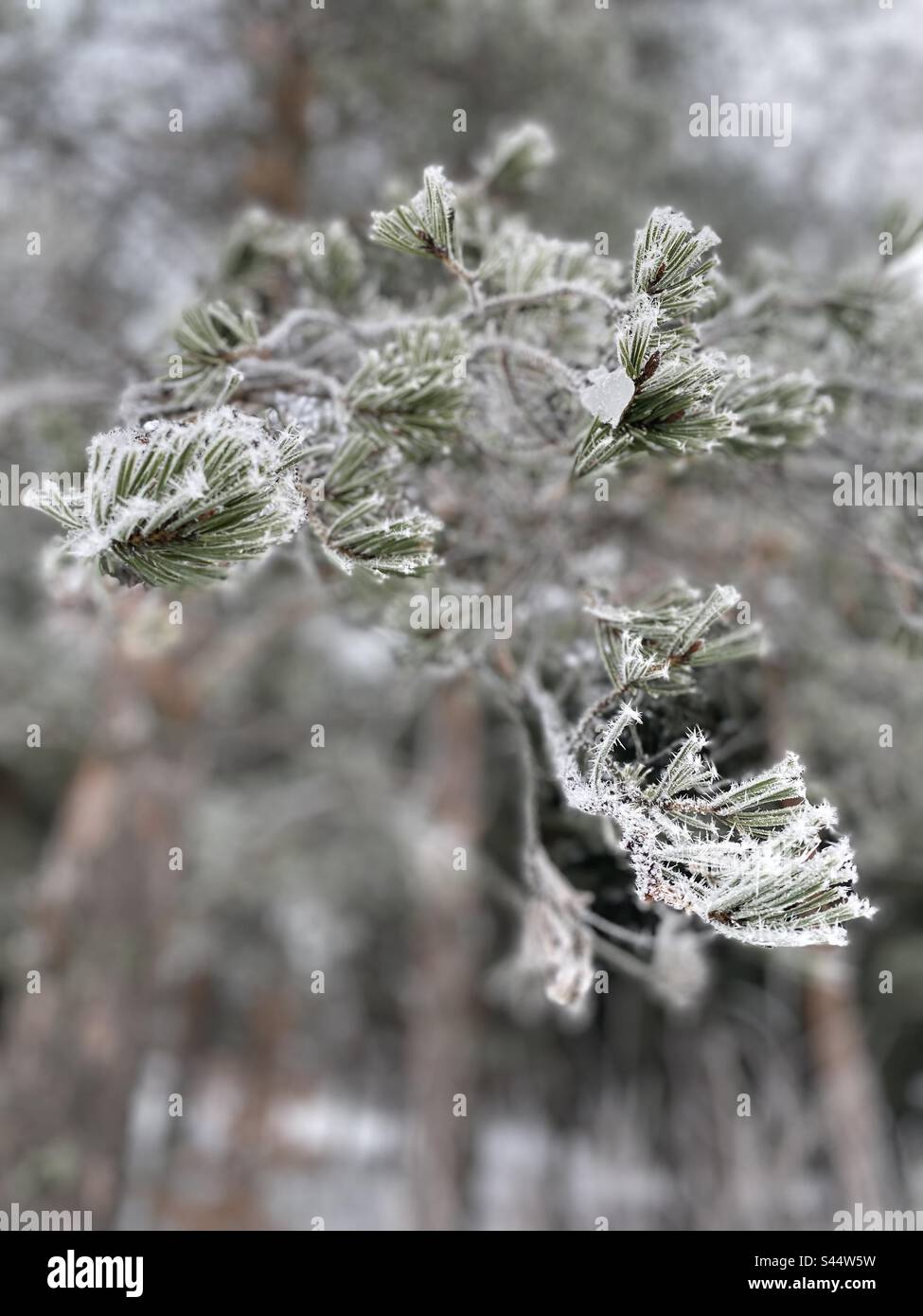 Winter frost tree hi-res stock photography and images - Alamy