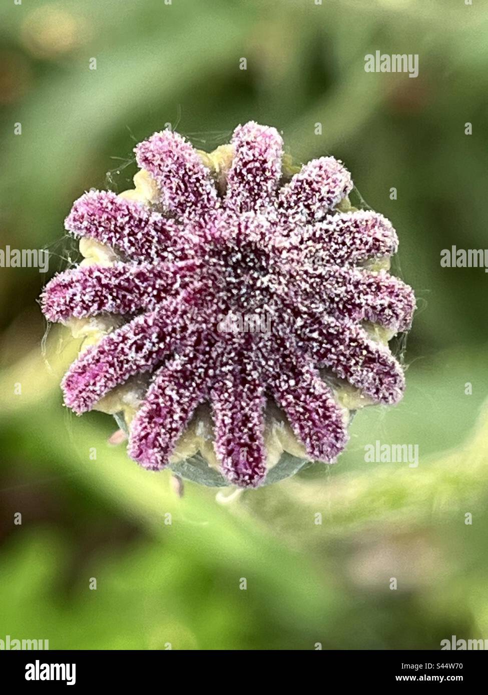 Poppy fall hi-res stock photography and images - Alamy