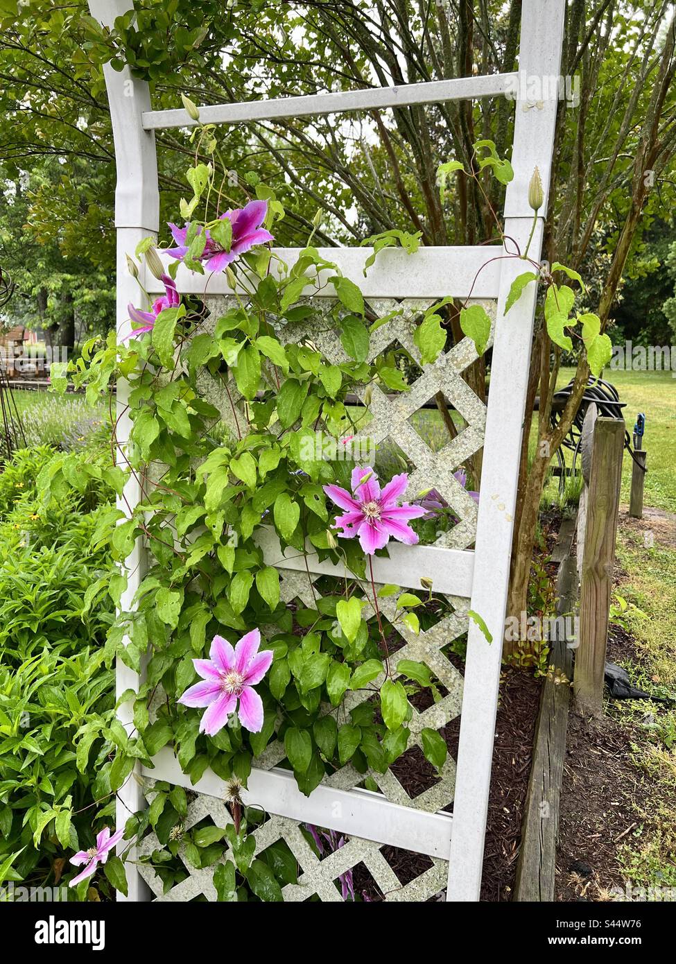 Flowers on trellis hi-res stock photography and images - Alamy