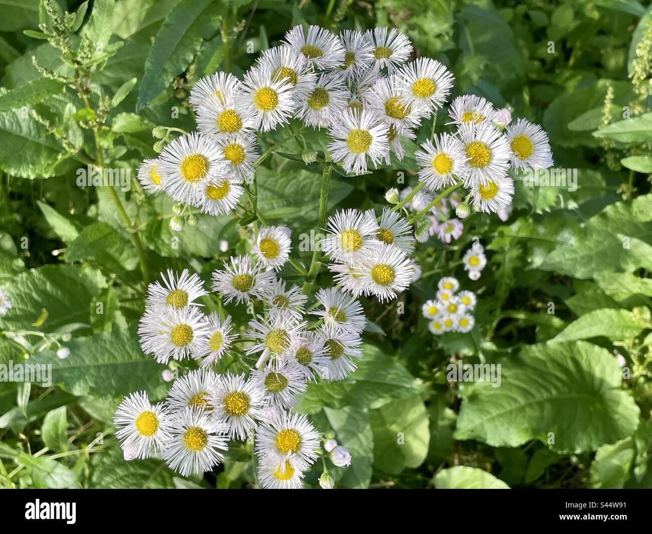 Fleabane wildflowers hi-res stock photography and images - Alamy