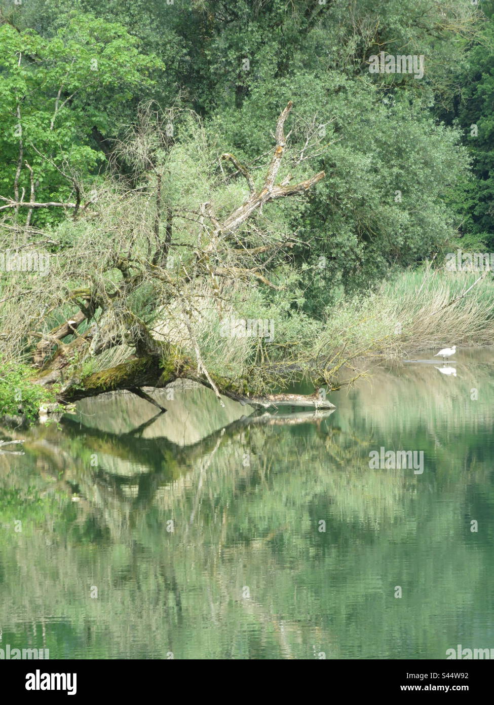 Aare fluss hi-res stock photography and images - Alamy