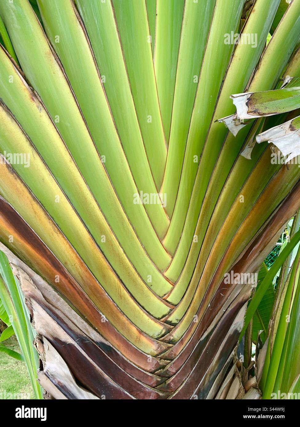 Pattern of green leaves on a palm tree in Tulum, Yucatan peninsula ...