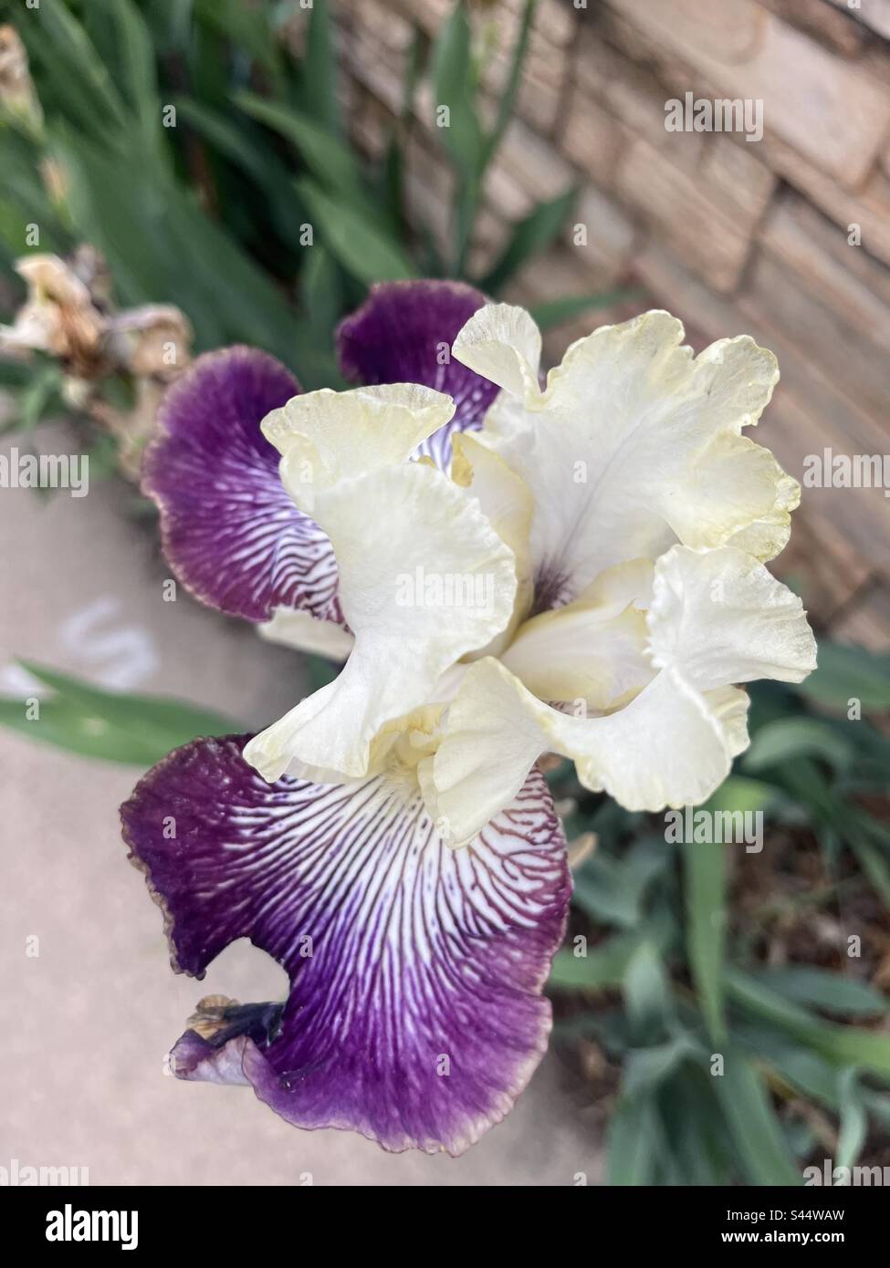 Stunning iris flower hi-res stock photography and images - Alamy