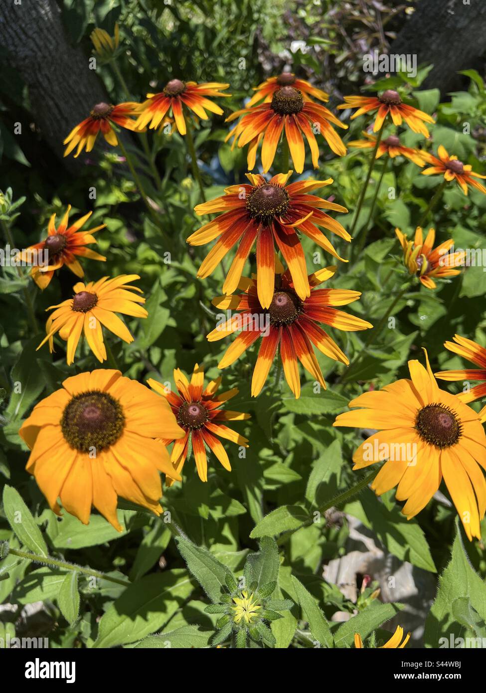 Close up of Rudbeckia flowers in full bloom. Also known as Yellow Lazy ...