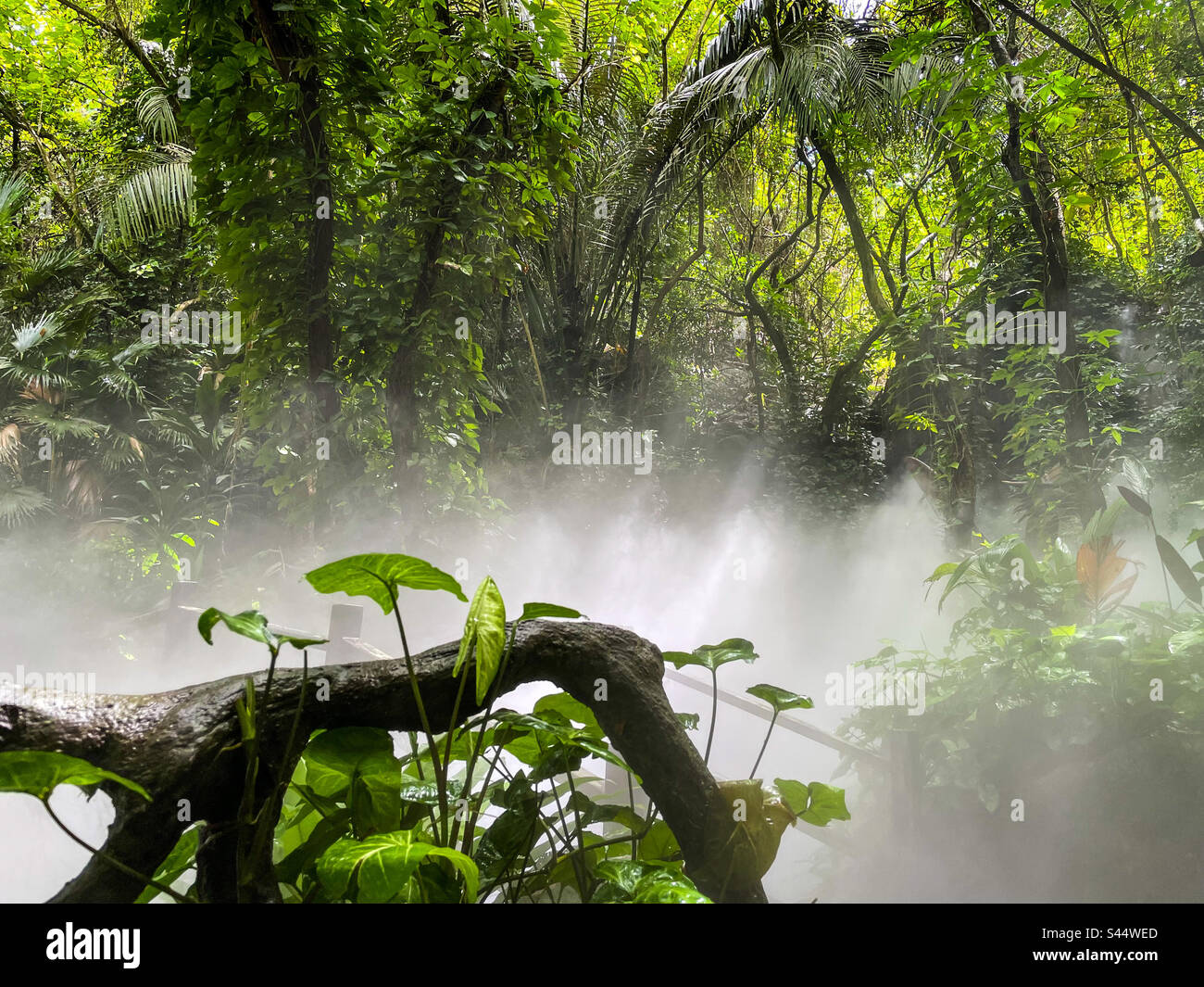 Tree branch in a tropical rainforest Stock Photo - Alamy