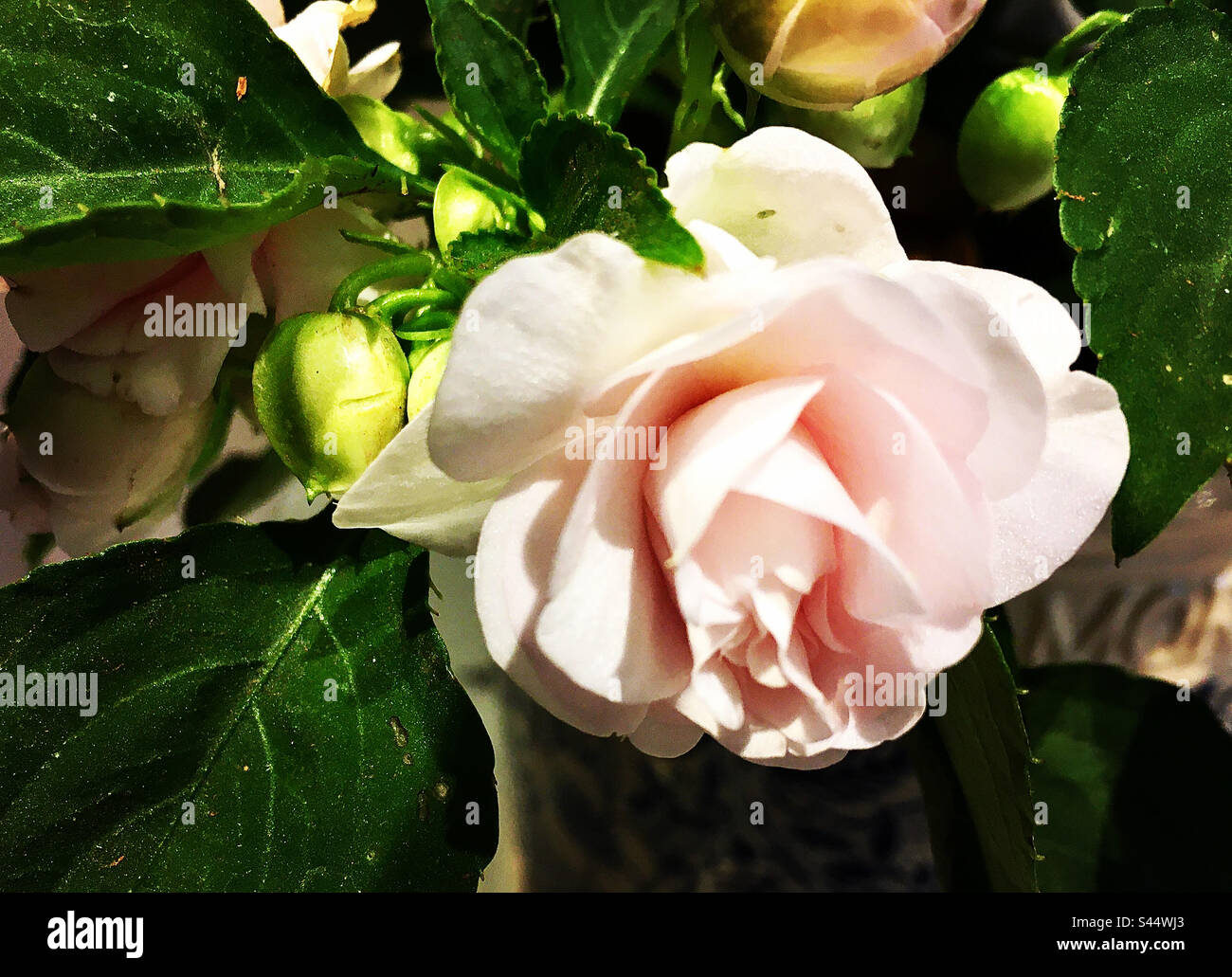 Impatiens Glimmer “Apple Blossom”: Beautiful Pale Pink Flower Amongst ...