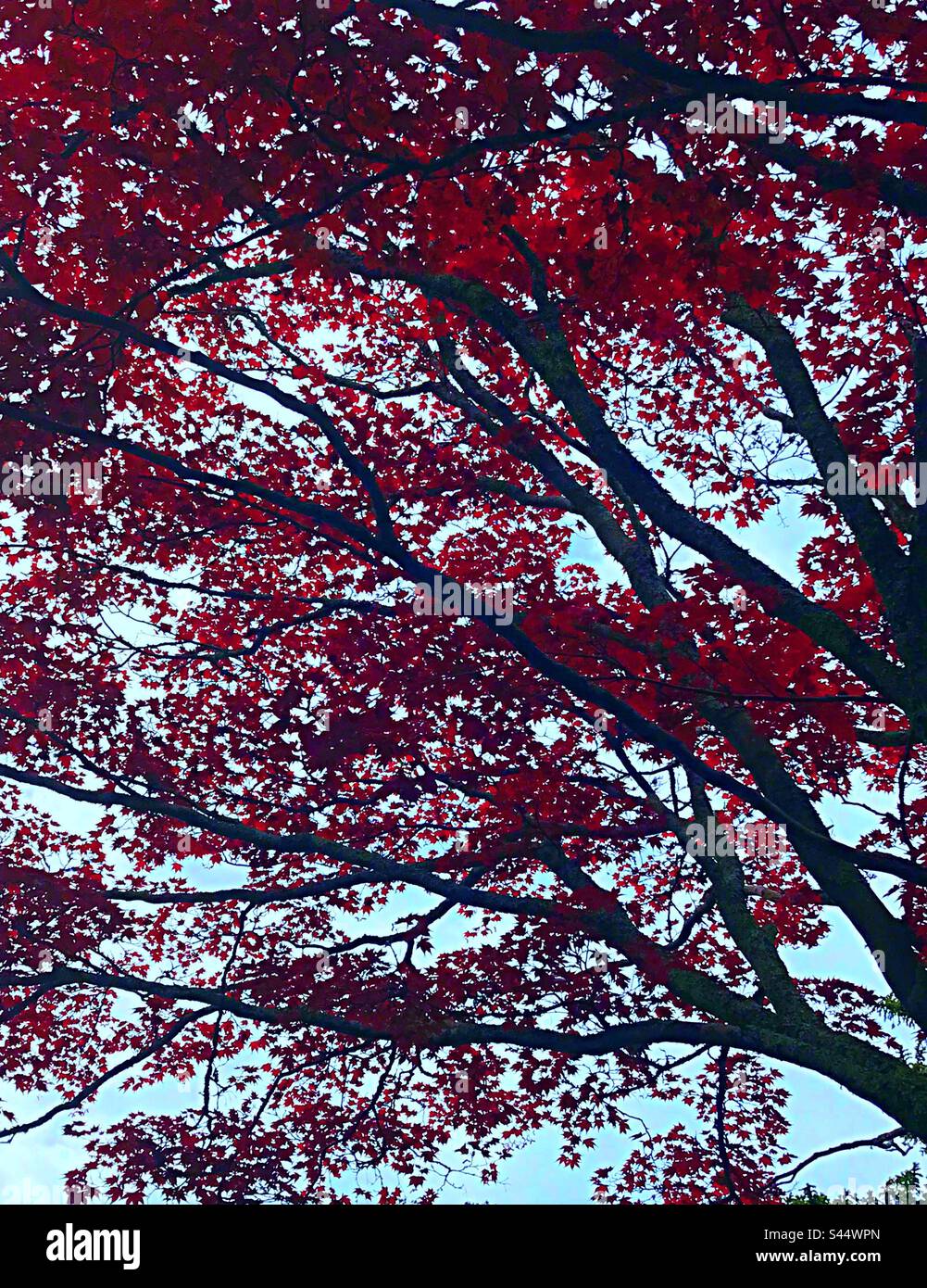 Acer palmatum dissectum ‘firecracker’ hi-res stock photography and ...