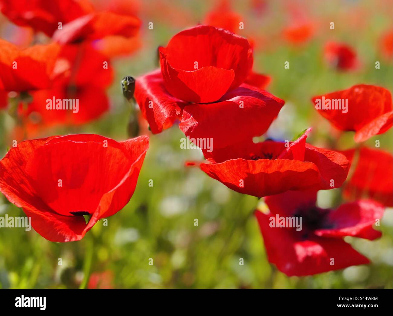 Colour nature hi-res stock photography and images - Alamy