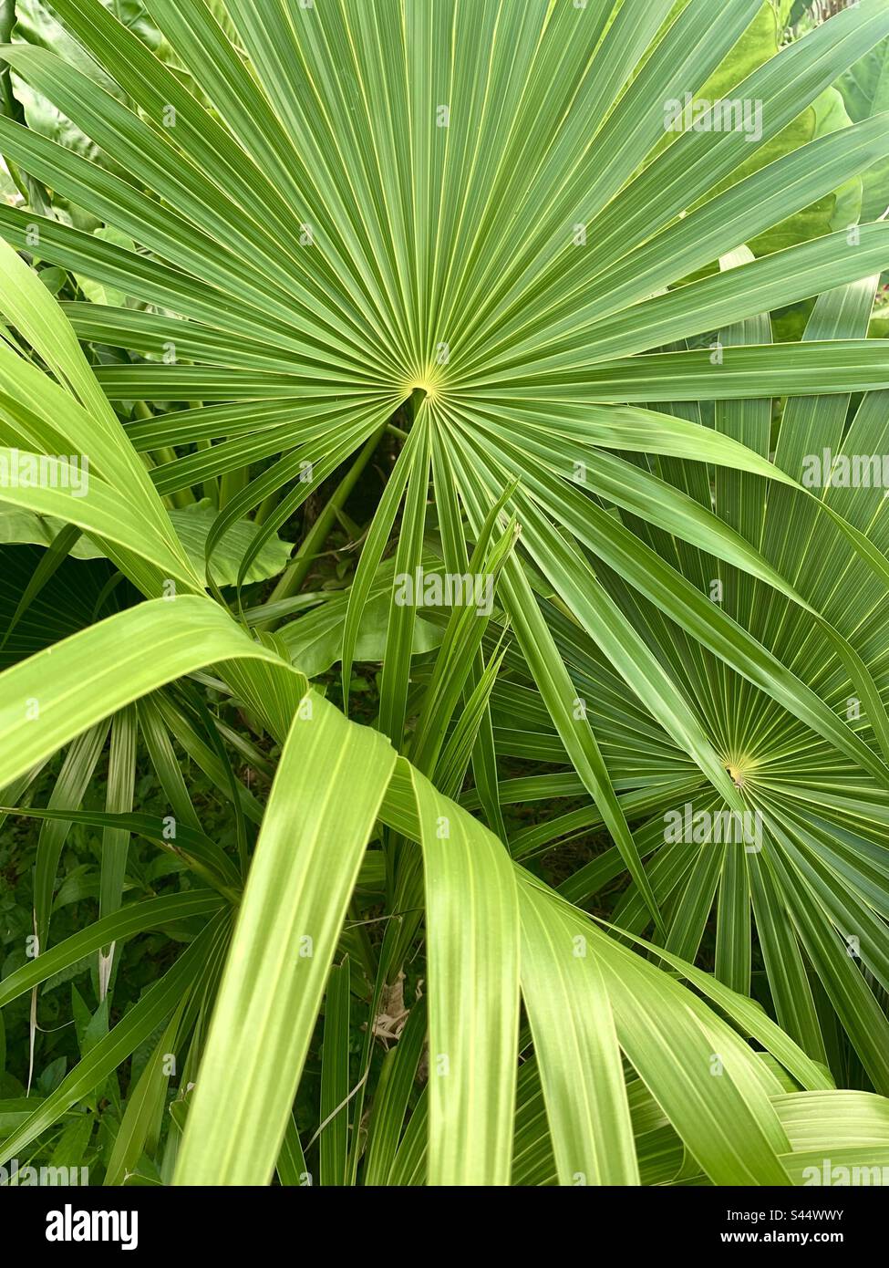 Green spiked leaves, Yucatan Peninsula, Mexico Stock Photo - Alamy