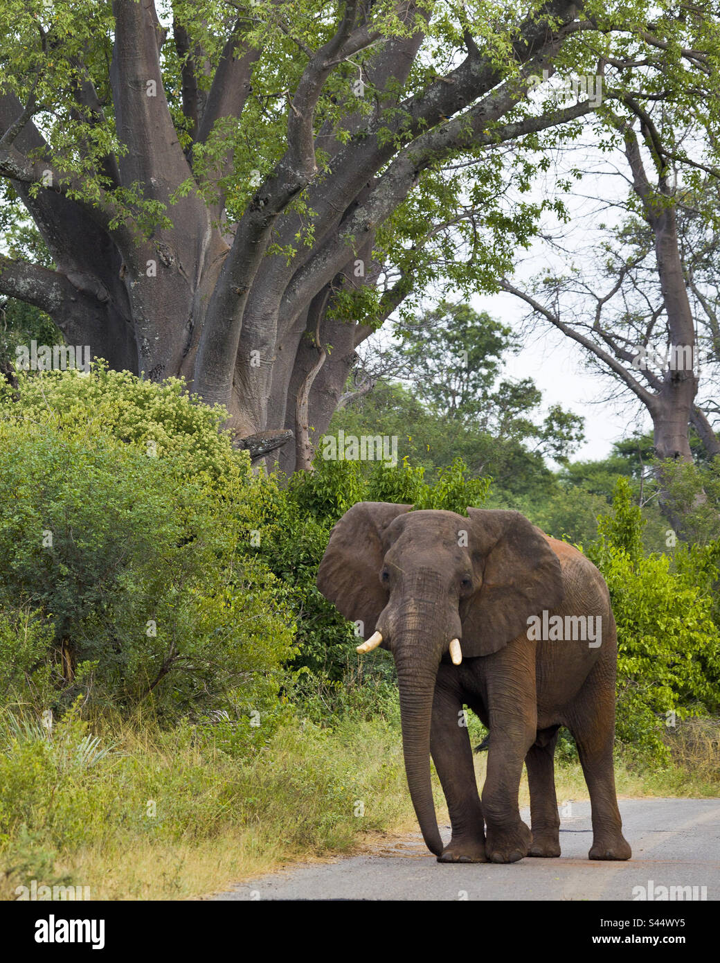 African baobab tree hi-res stock photography and images - Alamy