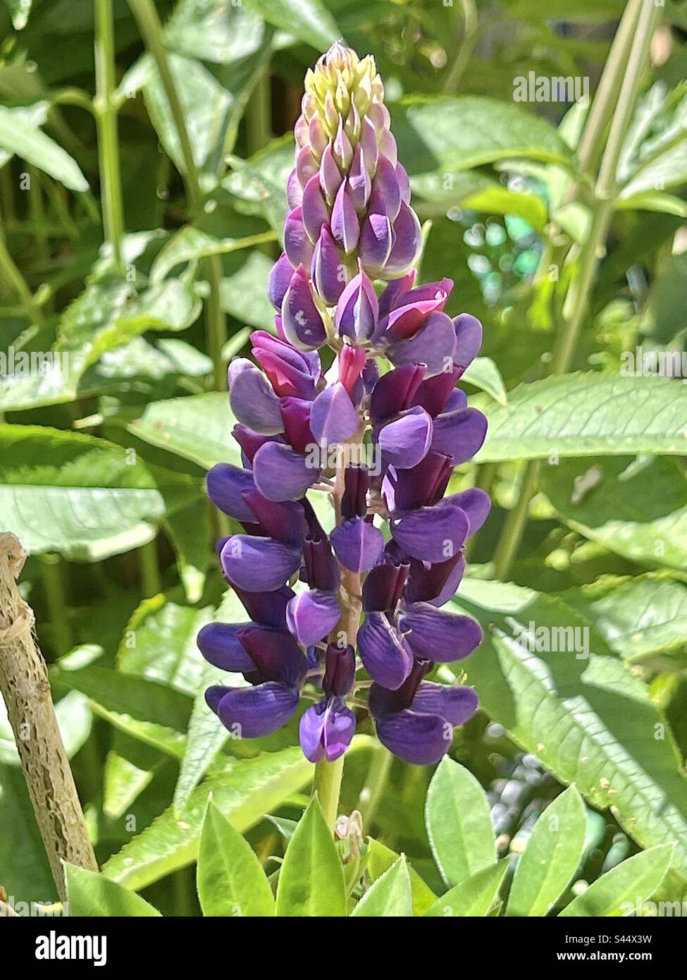 Purple lupin hi-res stock photography and images - Alamy