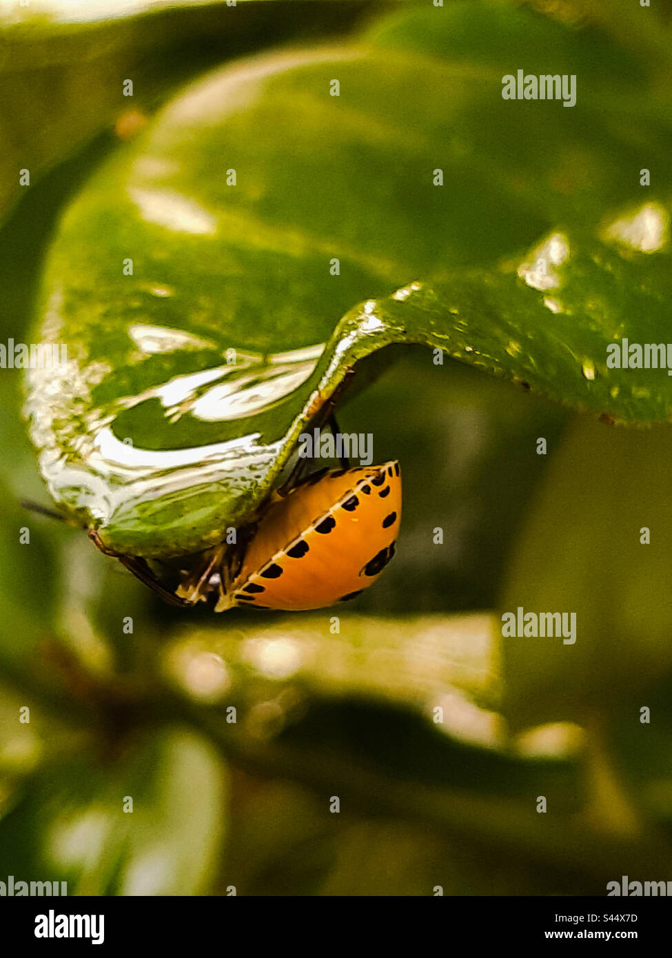 Ladybugs are small, round beetles that belong to the family ...