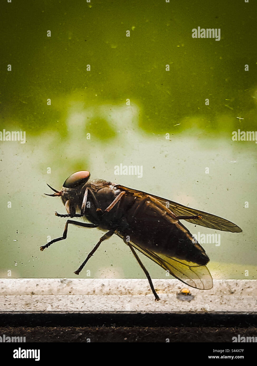 Forest flies hi-res stock photography and images - Alamy