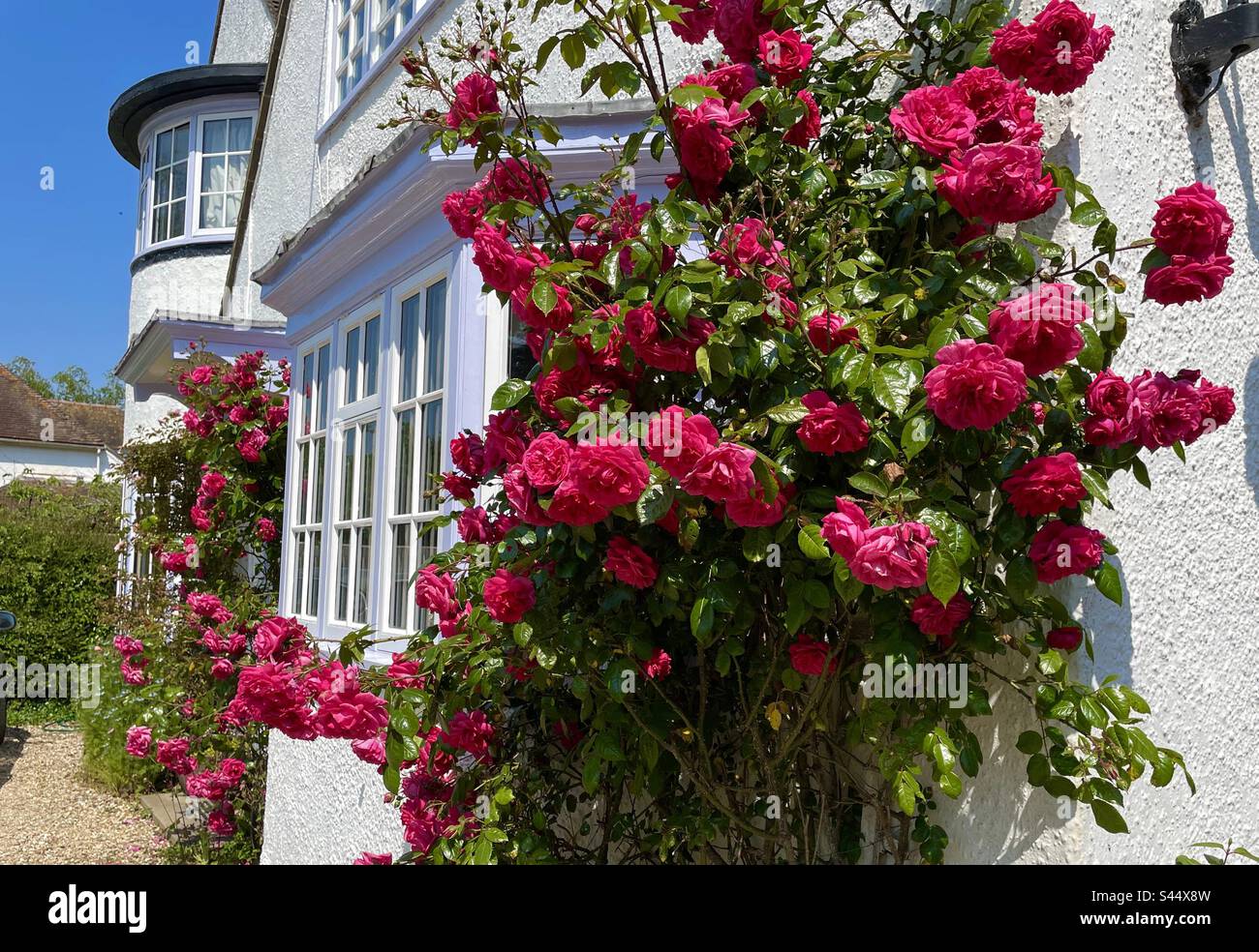 Red climbing roses hi-res stock photography and images - Alamy
